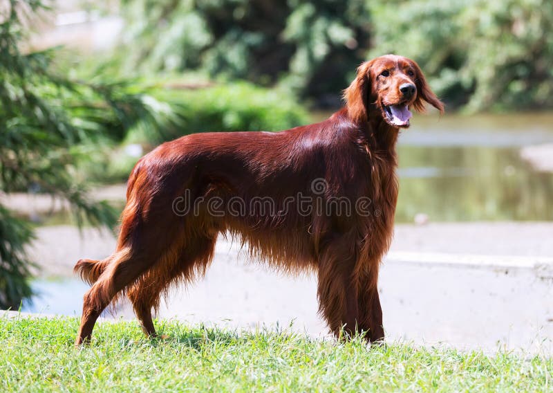 Irish Setter stock image. Image of canine, muscular, animal - 43004633