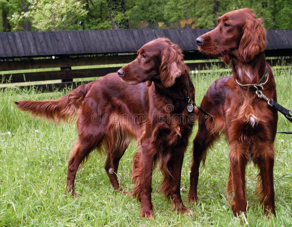 144 Setter Puppies Stock Photos - Free & Royalty-Free Stock Photos from ...