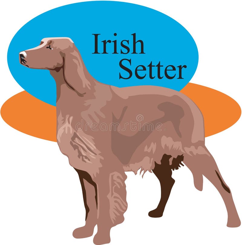Irish Setter Vector Illustration Stock Vector - Illustration of animals ...