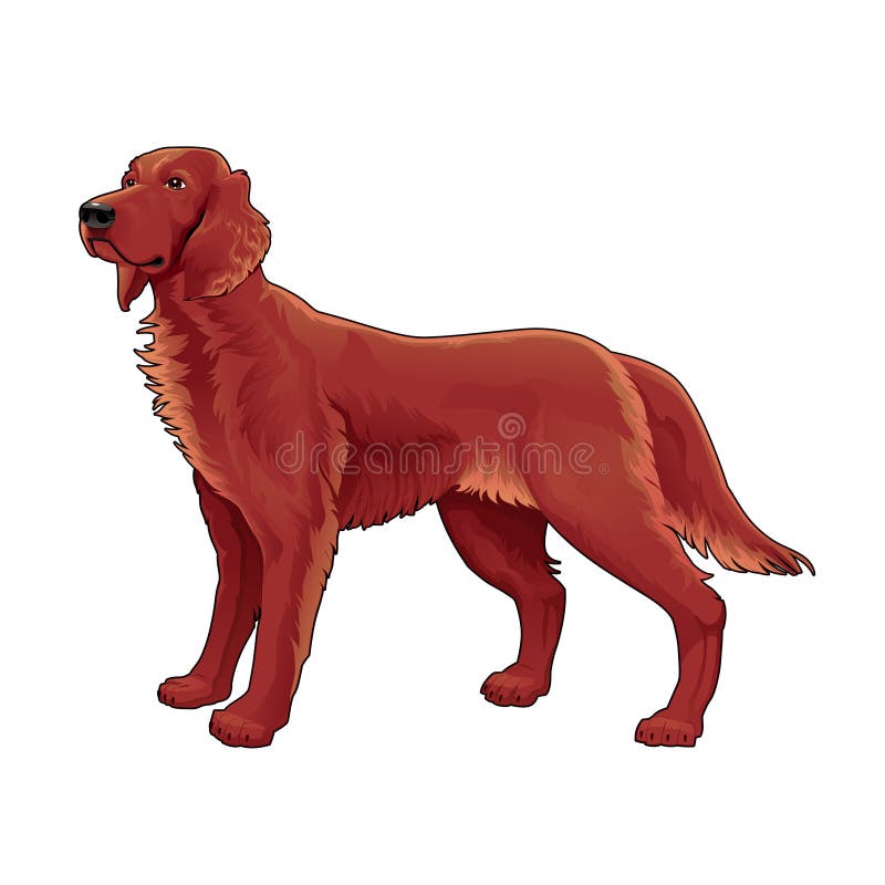 Irish Setter Dog Cartoon Illustration Stock Vector - Illustration of ...