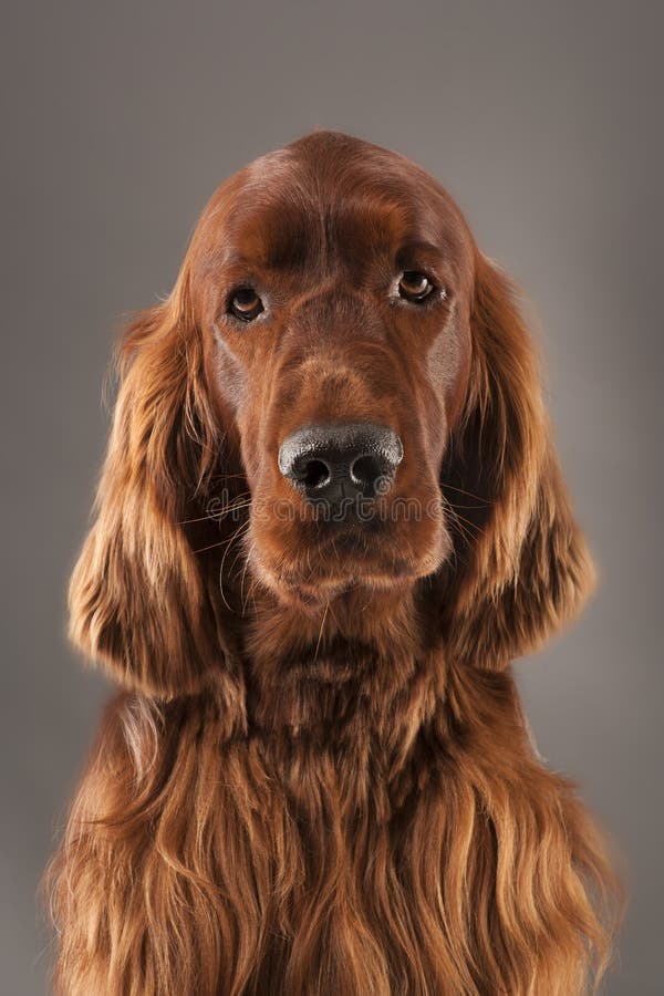 Irish setter stock photo. Image of face, pooch, droopy - 49822582
