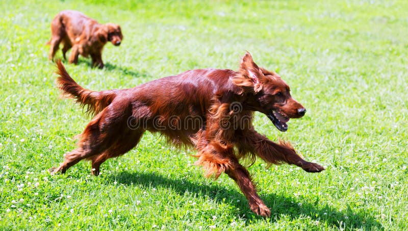 Irish Setters Running on Grass Stock Photo - Image of ireland, motion ...