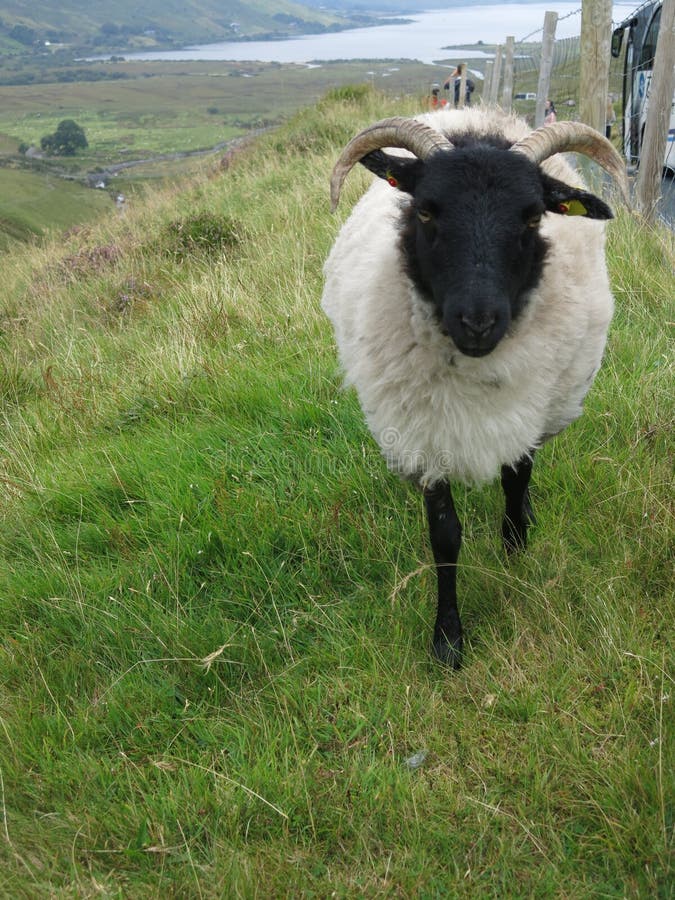 Irish black faced sheep. stock photo. Image of hillside - 46895180