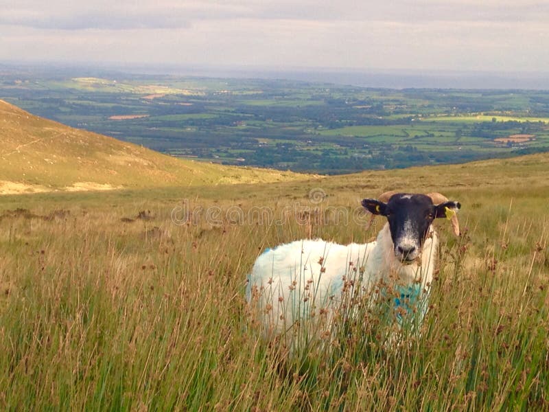 Irish sheep stock image. Image of ireland, animal, outdoors - 1371457