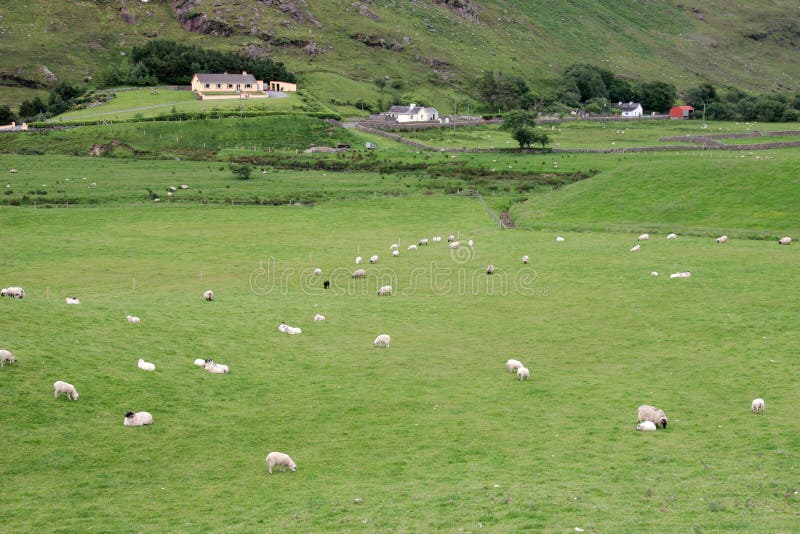 Irish sheep farm stock photo. Image of mutton, farmland - 1167552