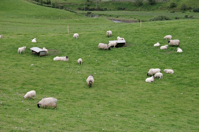 Irish sheep farm, Ireland stock photo. Image of fertile - 7086742