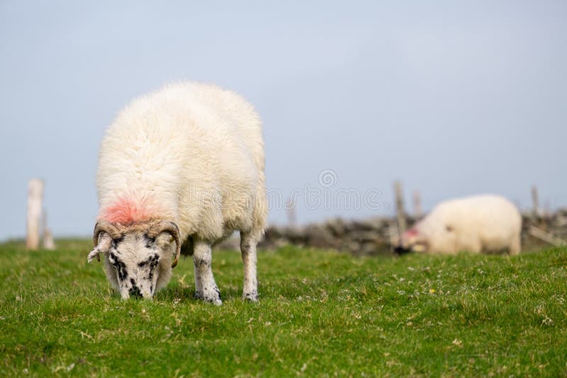 Irish sheep on grass stock photo. Image of herd, natural - 222867068