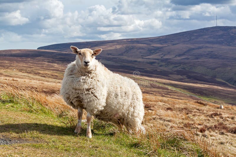 Irish sheep stock photo. Image of farm, male, spring - 31186150