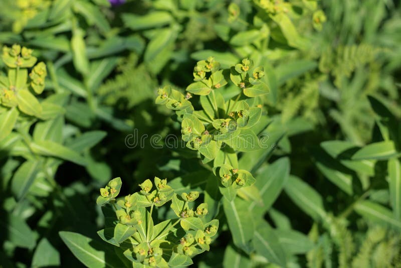 Irish Spurge stock image. Image of flowering, nature - 14474501