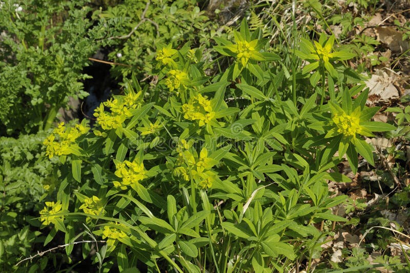 Irish Spurge stock image. Image of kerry, wild, green - 22511023
