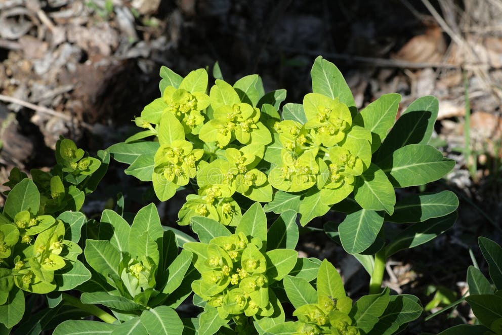 Irish spurge stock image. Image of flower, plant, euphorbia - 24766107