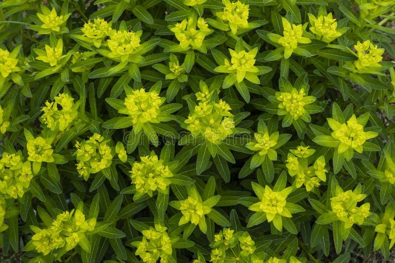 Irish Spurge in bloom stock photo. Image of galicia - 250841176