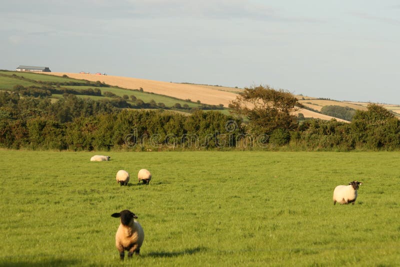 Irish summer scenery stock photo. Image of view, meadow - 10767514