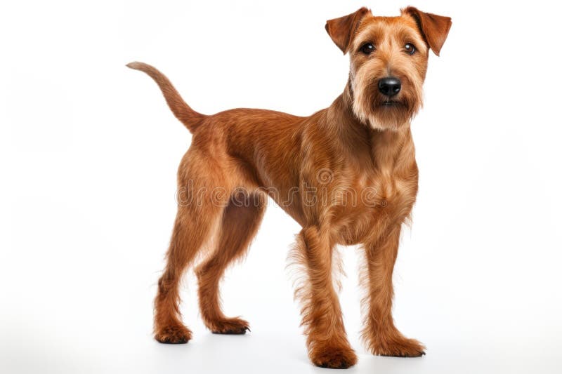 Irish Terrier Dog Upright on a White Background Stock Illustration ...