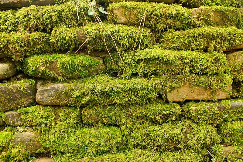 Irish Texture. Green Moss. Bright Background Stock Image - Image of ...
