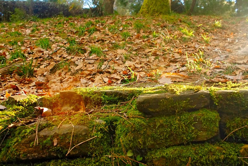 Irish Texture. Green Moss. Bright Background Stock Image - Image of ...