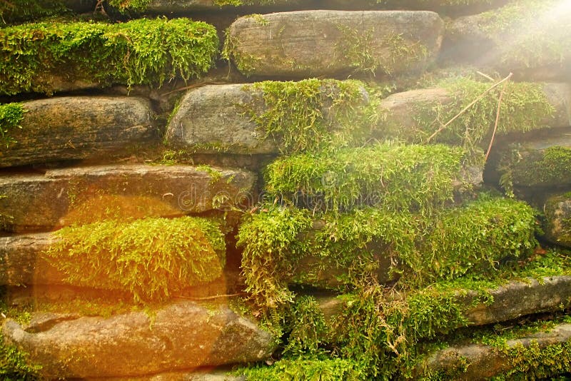 Irish Texture. Green Moss. Bright Background Stock Image - Image of ...