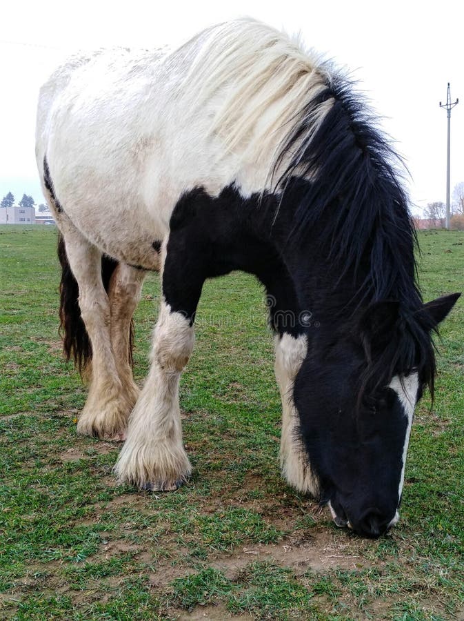 Irish tinker horse stock photo. Image of pasture, tinker - 130690486