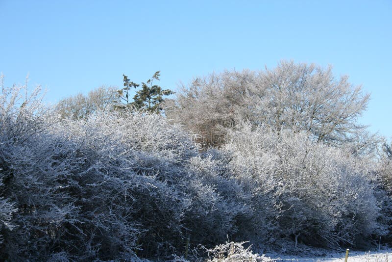 Icy Tree stock photo. Image of trees, winters, irish - 100427058