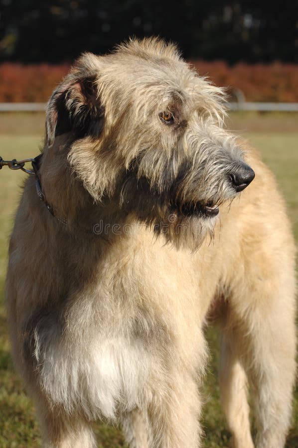 Beautiful Irish Wolfhound Dog Stock Image - Image of silver, paws: 14942389