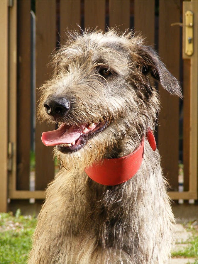 Irish wolfhound stock image. Image of smile, field, portrait - 25809707