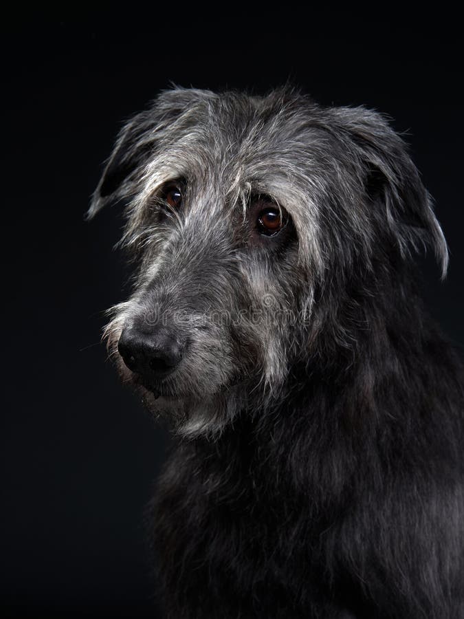 Irish Wolfhound on a Black Background. Dog in Backlit Studio Stock ...