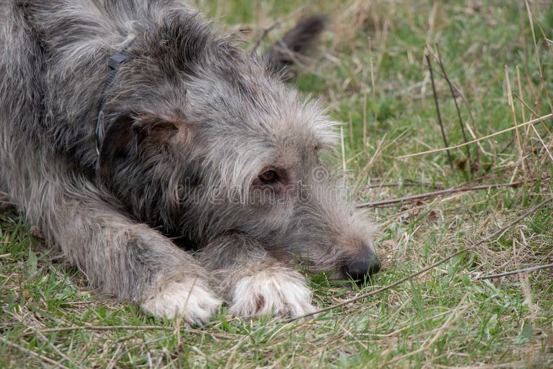 Irish Wolfhound stock photo. Image of breed, field, summer - 116360724