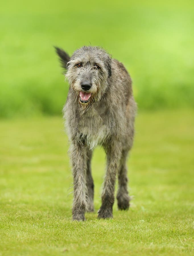 Typical Grey Irish Wolfhound Stock Image - Image of attractive ...