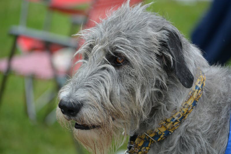 Can A American Foxhound And A Irish Wolfhound Be Friends