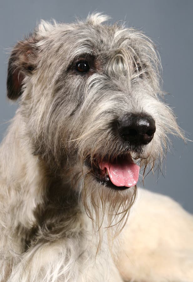 Irish Wolfhound dog stock image. Image of friend, carnivore - 2214555