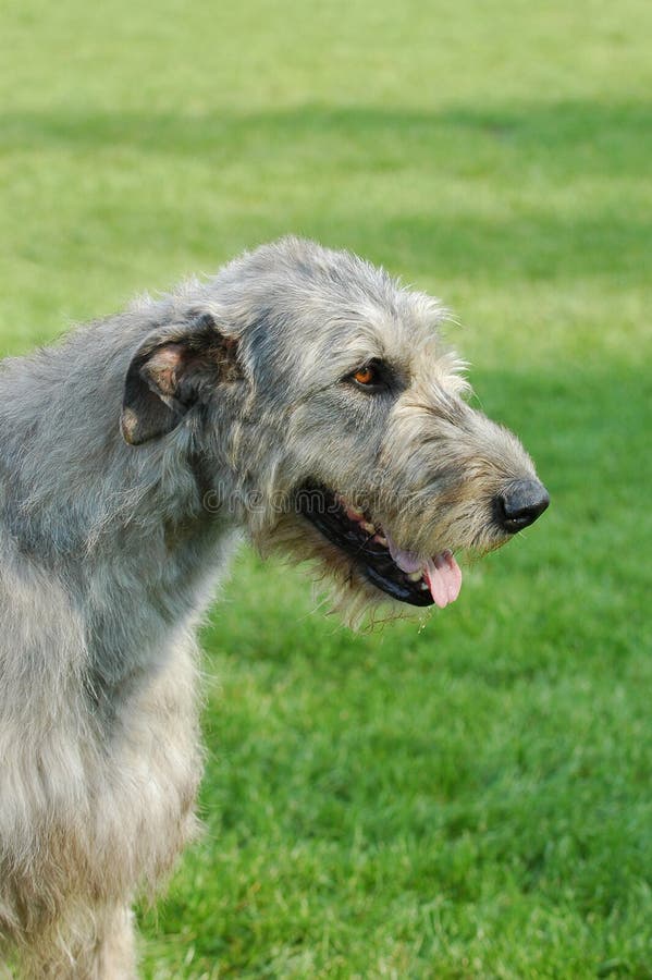 Irish Wolfhound Portrait stock photo. Image of large - 26726334
