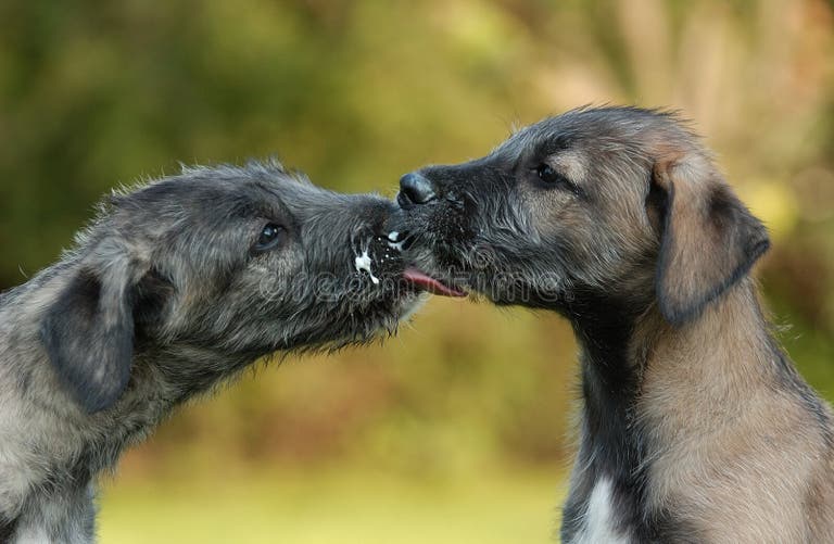 2,311 Puppys P Stock Photos - Free & Royalty-Free Stock Photos from ...