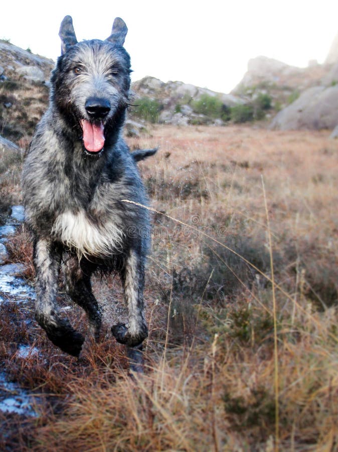 Irish Wolfhound Running in Nature Stock Image - Image of irish ...