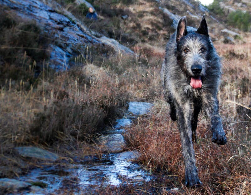 Irish Wolfhound Running Nature Stock Photos - Free & Royalty-Free Stock ...