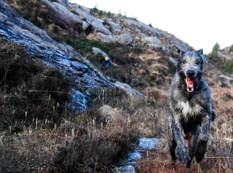 Giant Irish Wolfhound Running in Nature Stock Photo - Image of coursing ...
