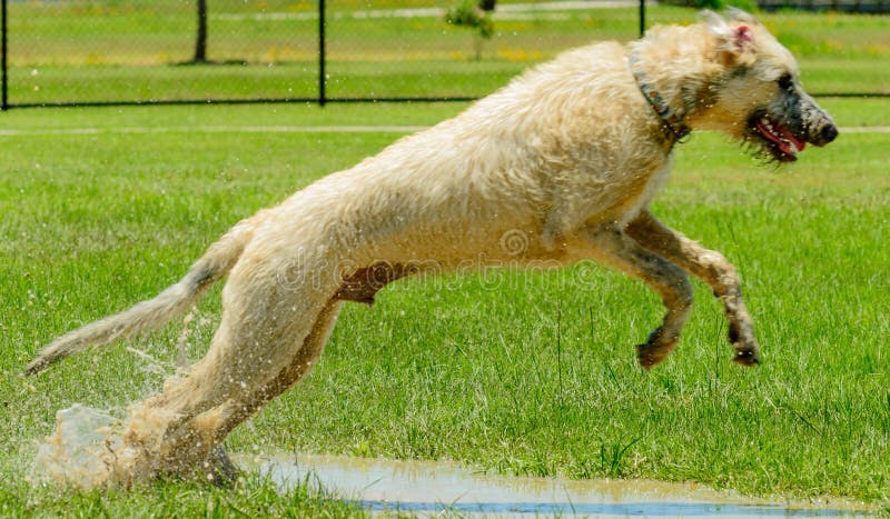 Irish Wolfhound Running in Park Stock Photo - Image of outdoors, park ...