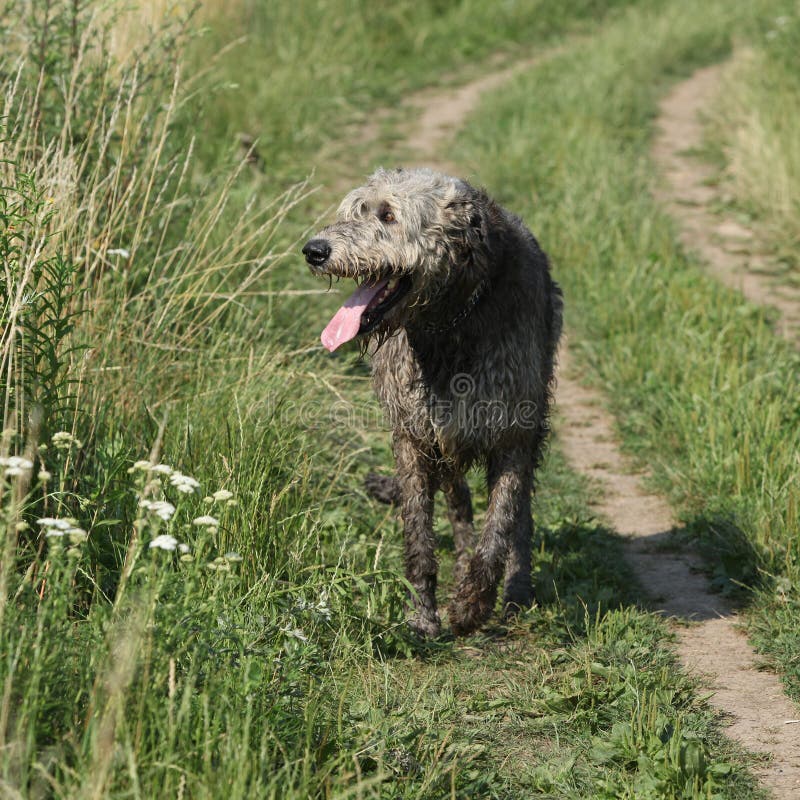 Irish Wolfhound Smiling And Running In Yellow Flowers Stock Image ...