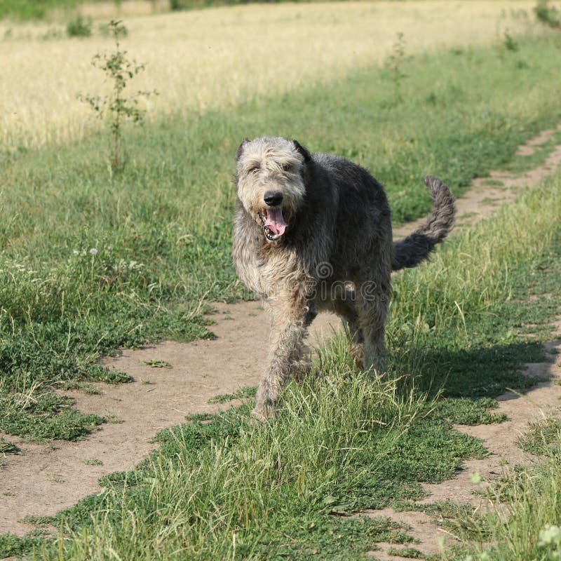 Irish Wolfhound Running on the Path Stock Image - Image of running ...