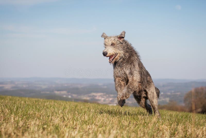 Irish Wolfhound Run Stock Photos - Free & Royalty-Free Stock Photos ...