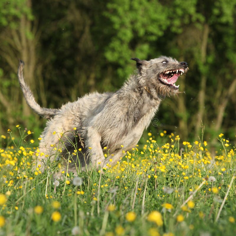 Irish Wolfhound Portrait stock photo. Image of large - 26726334