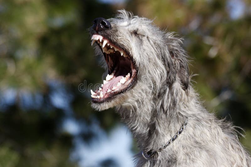 Irish Wolfhound Yawing stock image. Image of huge, silly - 26726343
