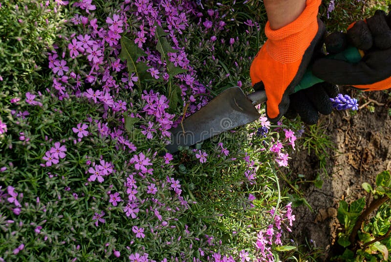 Iron Blade in the Hands of Digging in a Flower Bed Stock Image - Image ...
