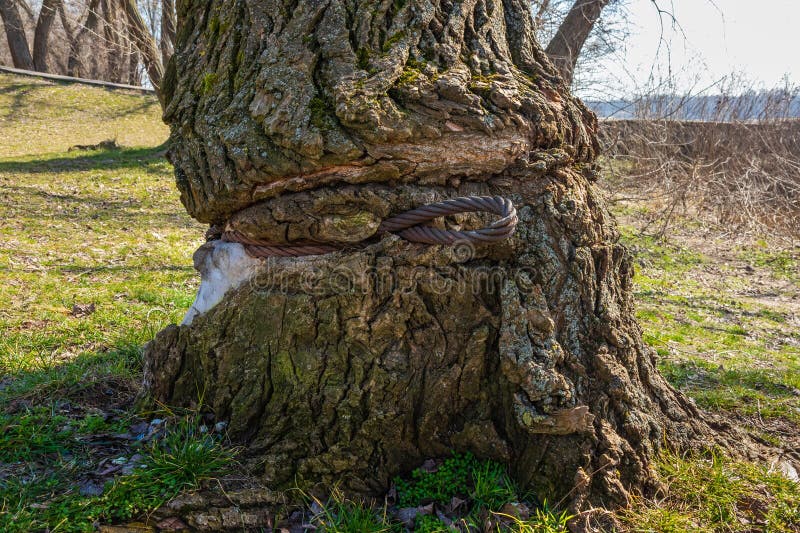 An Iron Cable is Tied Around a Tree and Digs into the Bark of the Tree ...