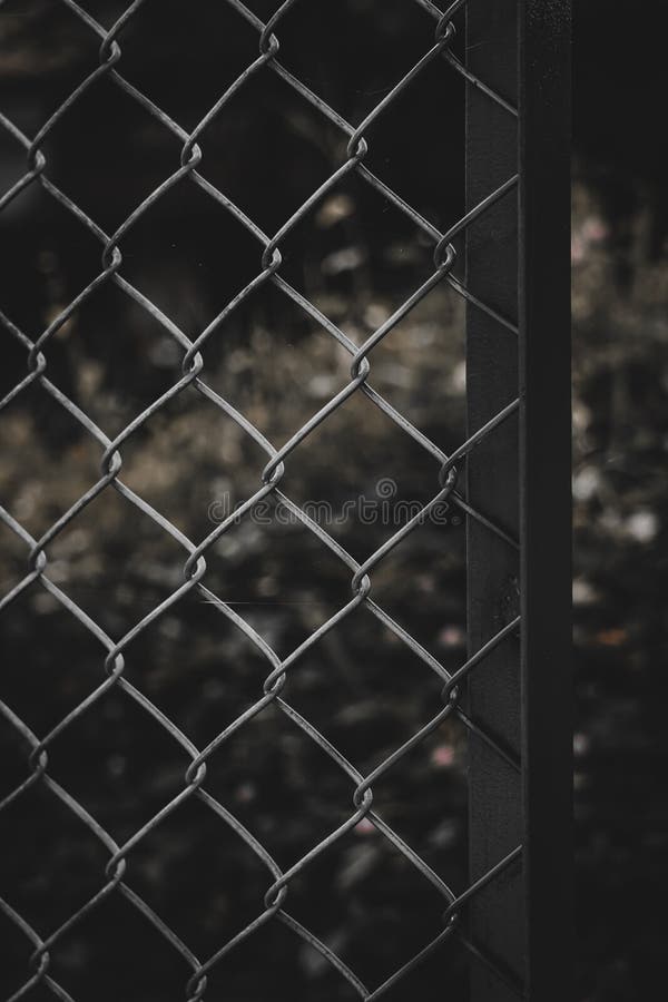 Iron Galvanized Chain Link Fence Stock Photo - Image of ficus, iron ...