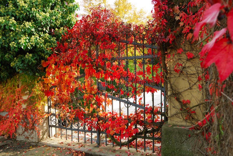 Iron gate and red leaves stock image. Image of picturesque - 7468679