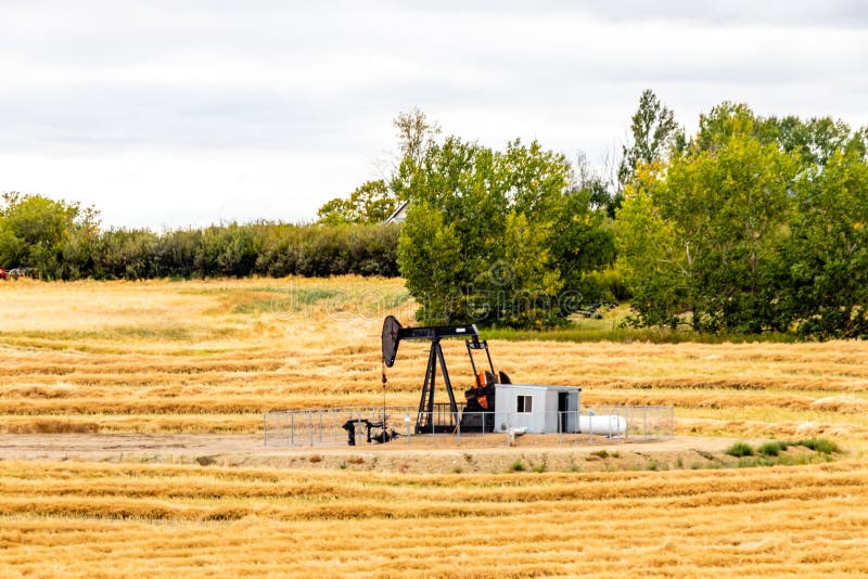 Iron Horse in a Wheat Field. Kneehill, Alberta, Canada Stock Photo ...
