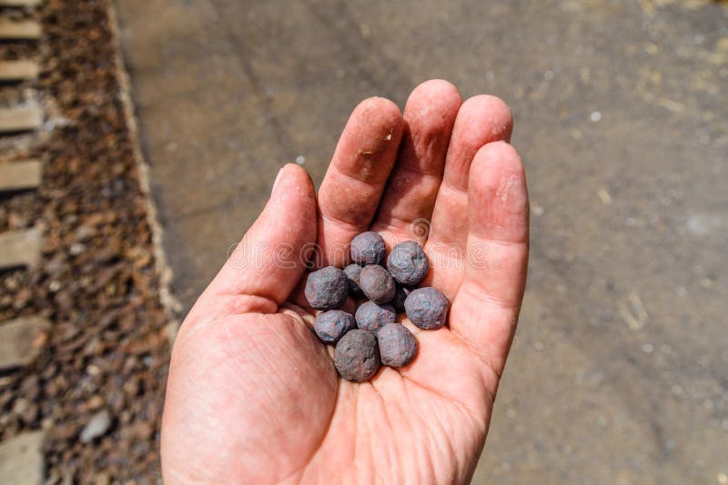 Iron Ore Taconite Pellets in a Worker Hand Stock Photo - Image of ...