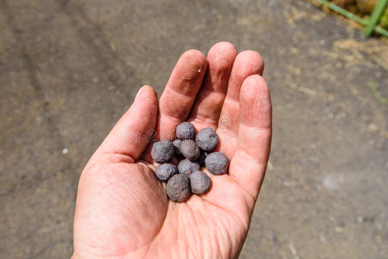 Iron Ore Taconite Pellets in a Worker Hand Stock Photo - Image of ...