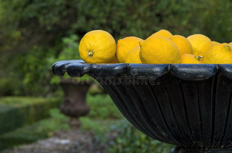 Iron Planter in the Garden Full of Lemons Stock Photo - Image of fresh ...