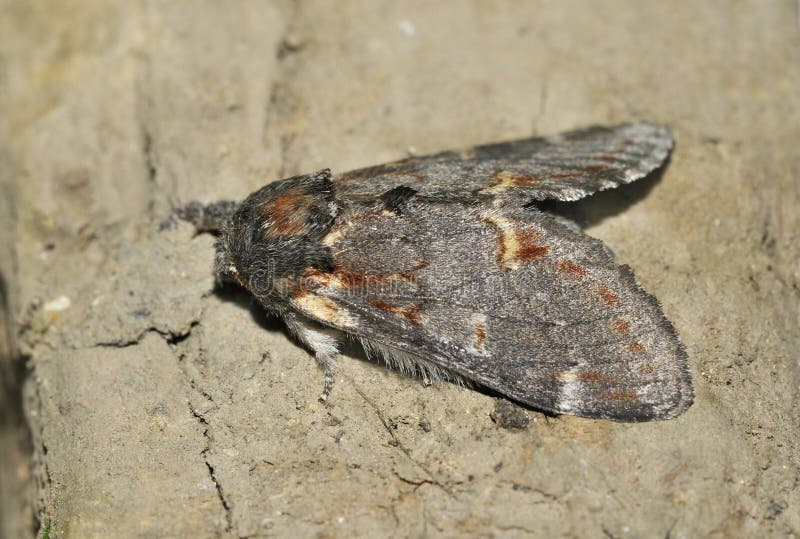 Iron Prominent Moth stock photo. Image of notodonta, lepidoptera - 33334498